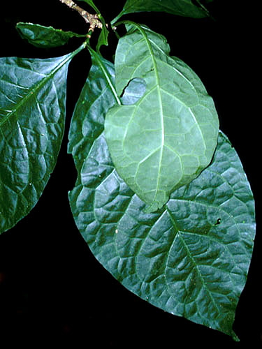 Randia | Live Plant Photos | The Field Museum