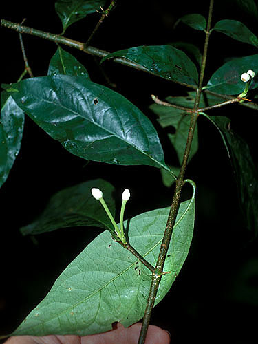 Randia | Live Plant Photos | The Field Museum