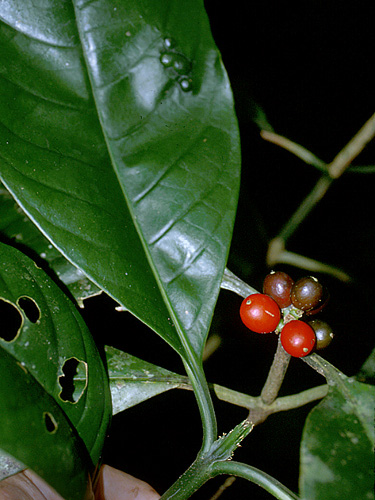 Rudgea | Live Plant Photos | The Field Museum