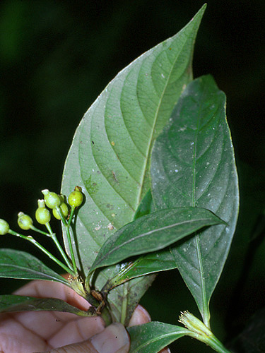 Rudgea | Fotos de Campo | The Field Museum
