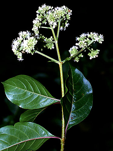 | Live Plant Photos | The Field Museum