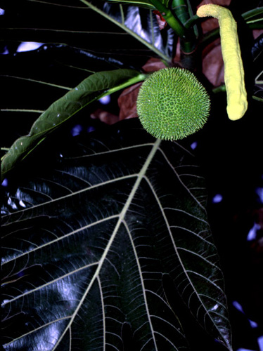Artocarpus altilis | Live Plant Photos | The Field Museum