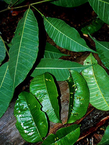 Brosimum alicastrum | Live Plant Photos | The Field Museum
