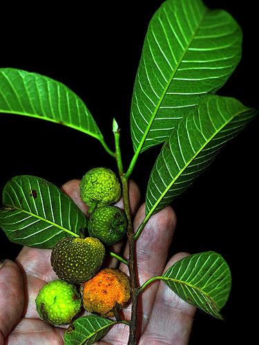 Brosimum | Live Plant Photos | The Field Museum