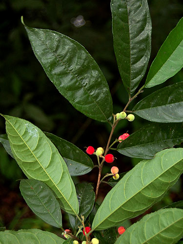 Sorocea | Fotos de Campo | The Field Museum