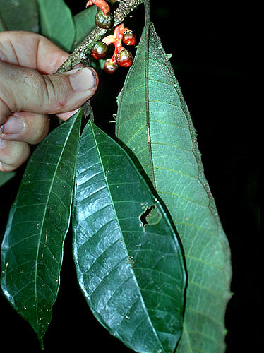 Sorocea | Live Plant Photos | The Field Museum