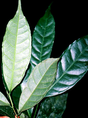 Sorocea | Fotos de Campo | The Field Museum