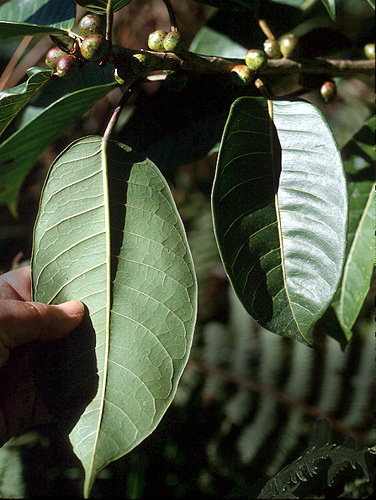 Ficus cervantesiana | Live Plant Photos | The Field Museum