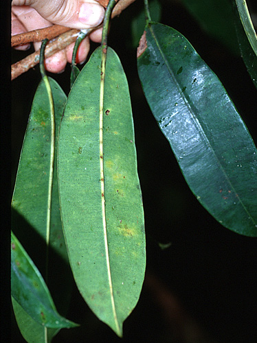 Ficus piresiana | Fotos de Campo | The Field Museum