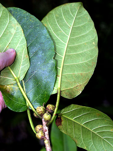 Ficus | Fotos de Campo | The Field Museum