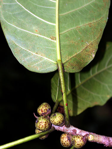 Ficus | Live Plant Photos | The Field Museum
