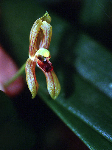 Mormolyca ringens | Fotos de Campo | The Field Museum