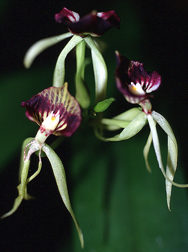 Prosthechea cochleata | Fotos de Campo | The Field Museum