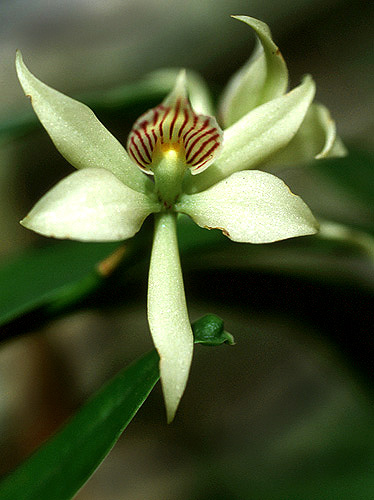 Prosthechea fragrans | Fotos de Campo | The Field Museum