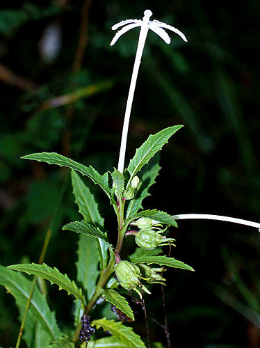 Hippobroma longiflora | Live Plant Photos | The Field Museum