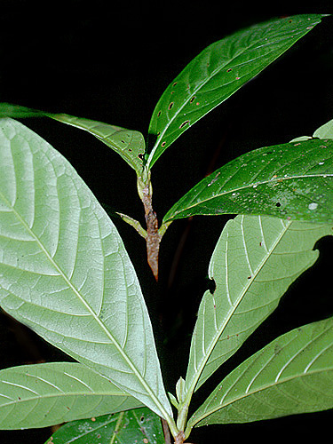 Ferdinandusa panamensis | Live Plant Photos | The Field Museum