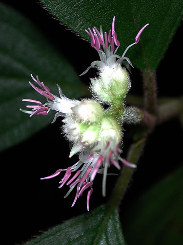 Leandra | Fotos de Campo | The Field Museum