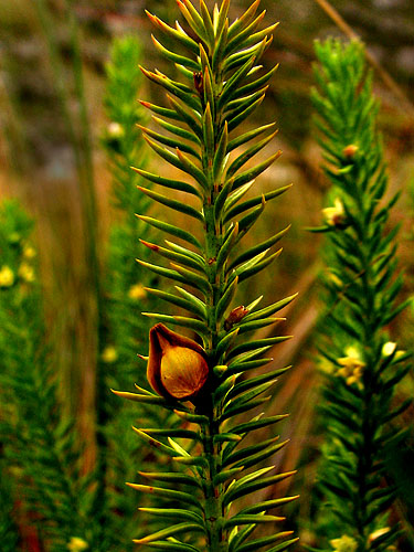 Minaria hemipogonoides | Fotos de Campo | The Field Museum
