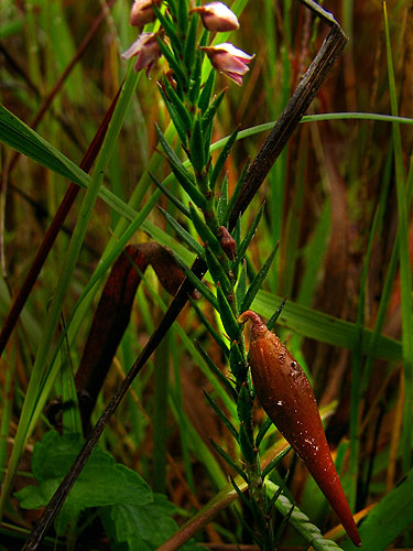 Minaria polygaloides | Live Plant Photos | The Field Museum