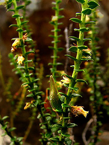 Minaria semirii | Fotos de Campo | The Field Museum