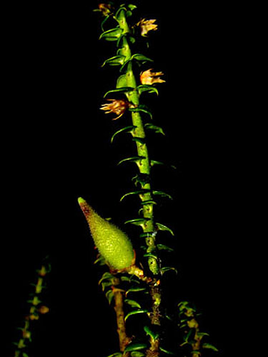 Minaria semirii | Live Plant Photos | The Field Museum