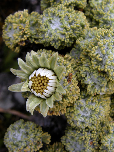 Werneria dactylophylla | Fotos de Campo | The Field Museum