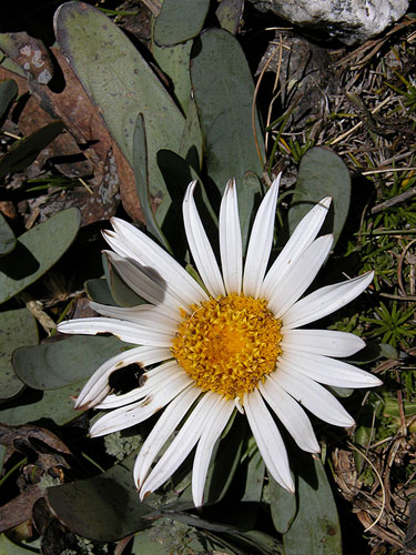 Werneria nubigena | Live Plant Photos | The Field Museum