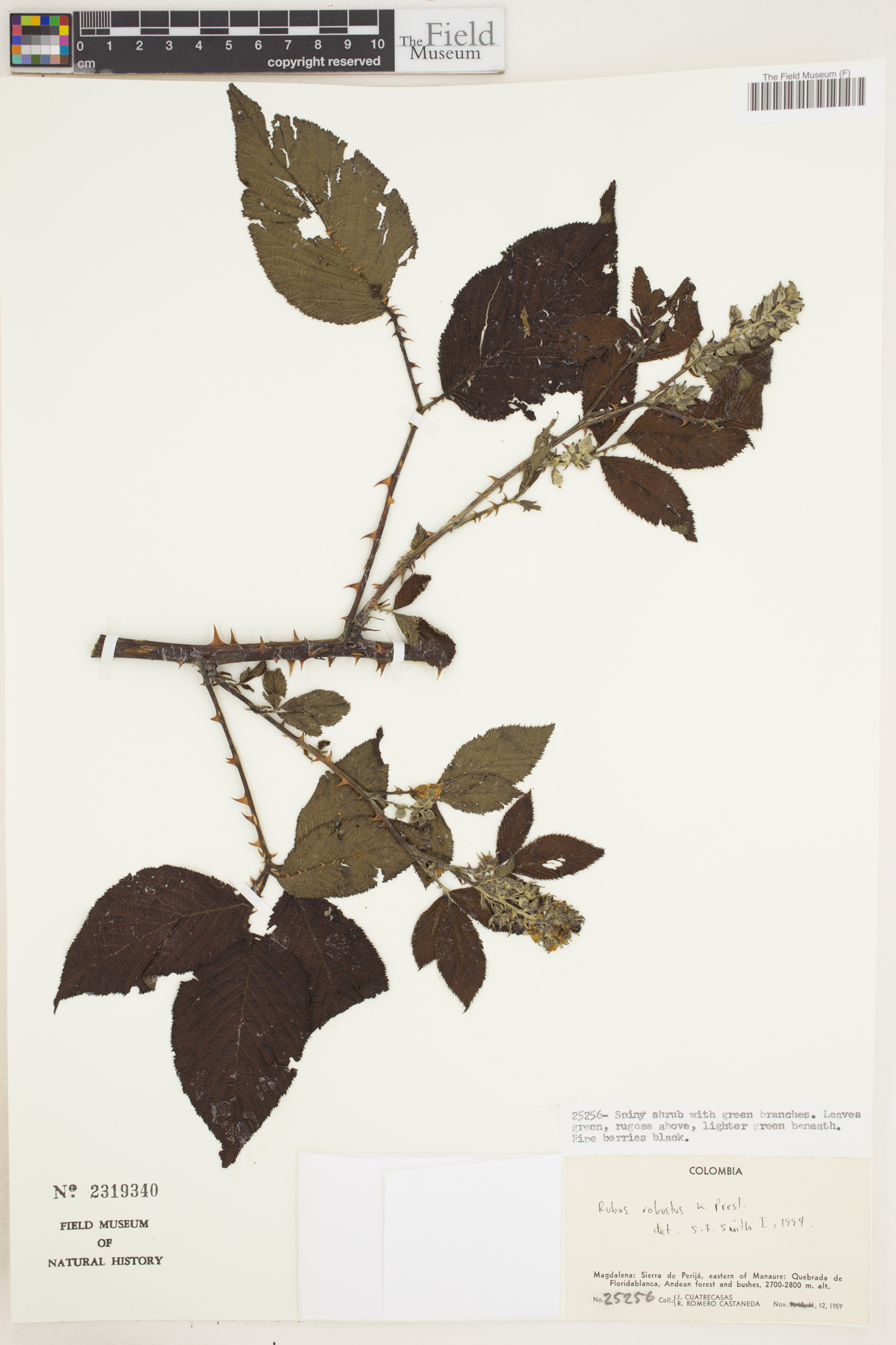Rubus floribundus Kunth