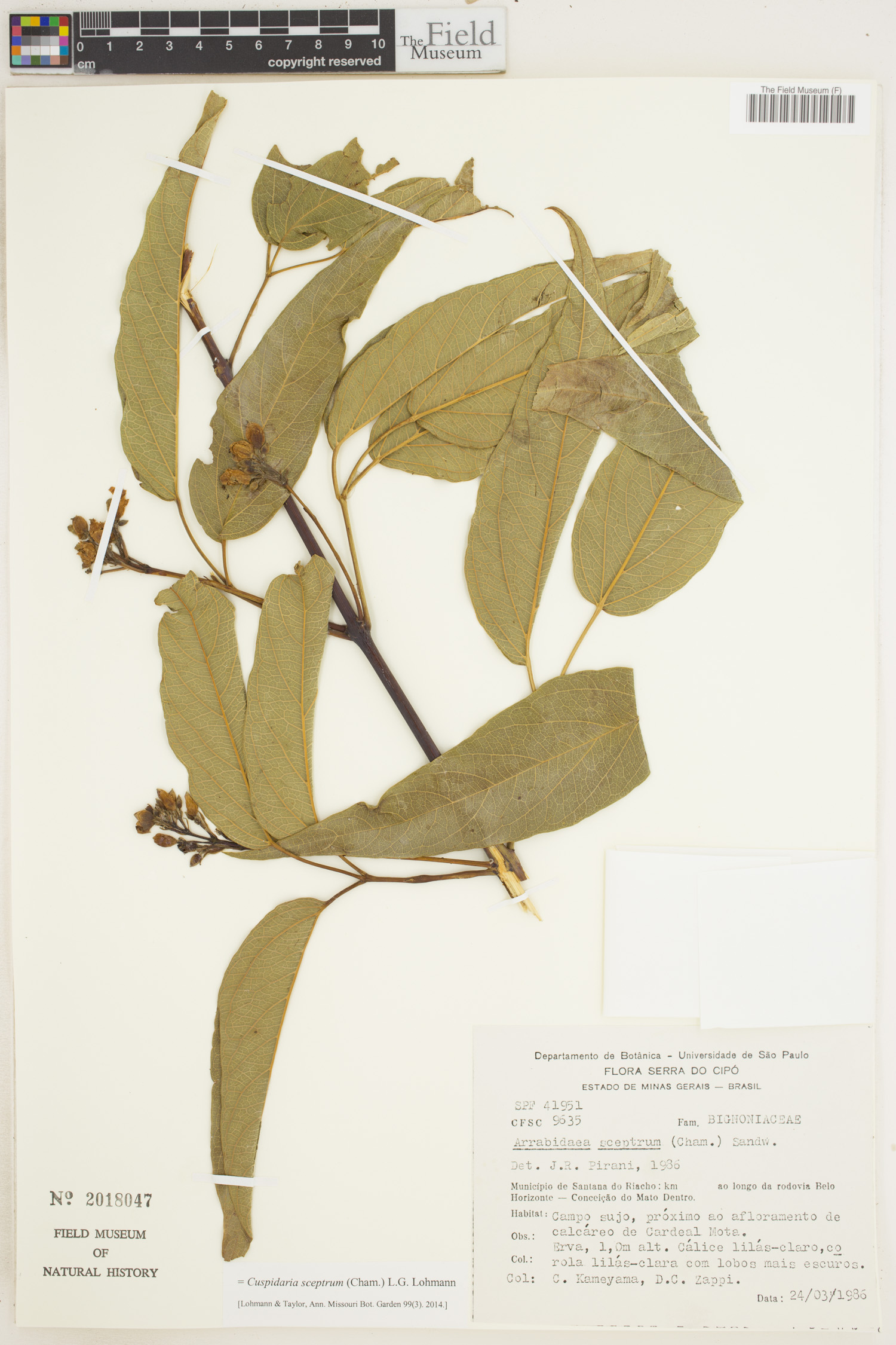 Cuspidaria sceptrum (Cham.) L.G.Lohmann