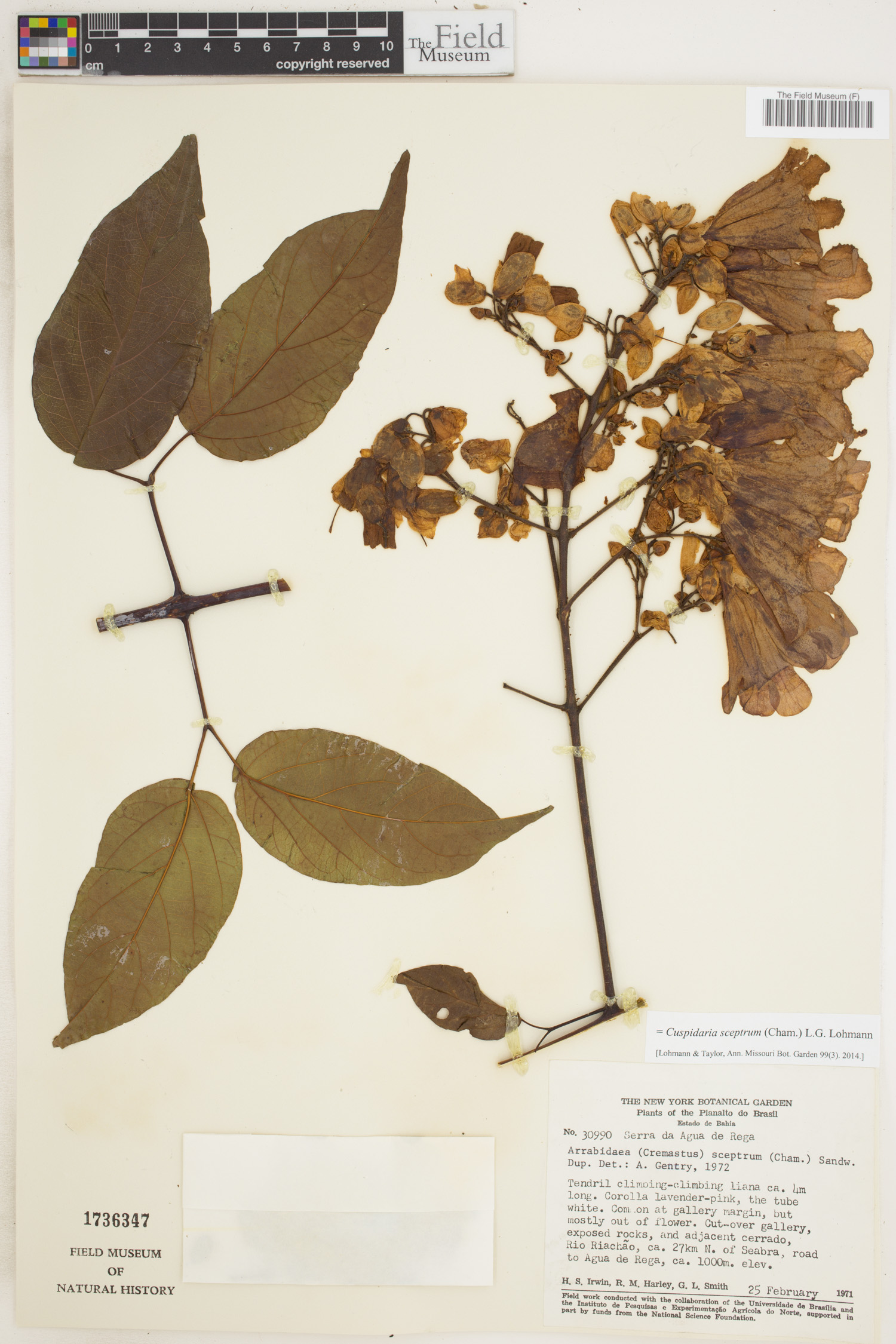 Cuspidaria sceptrum (Cham.) L.G.Lohmann