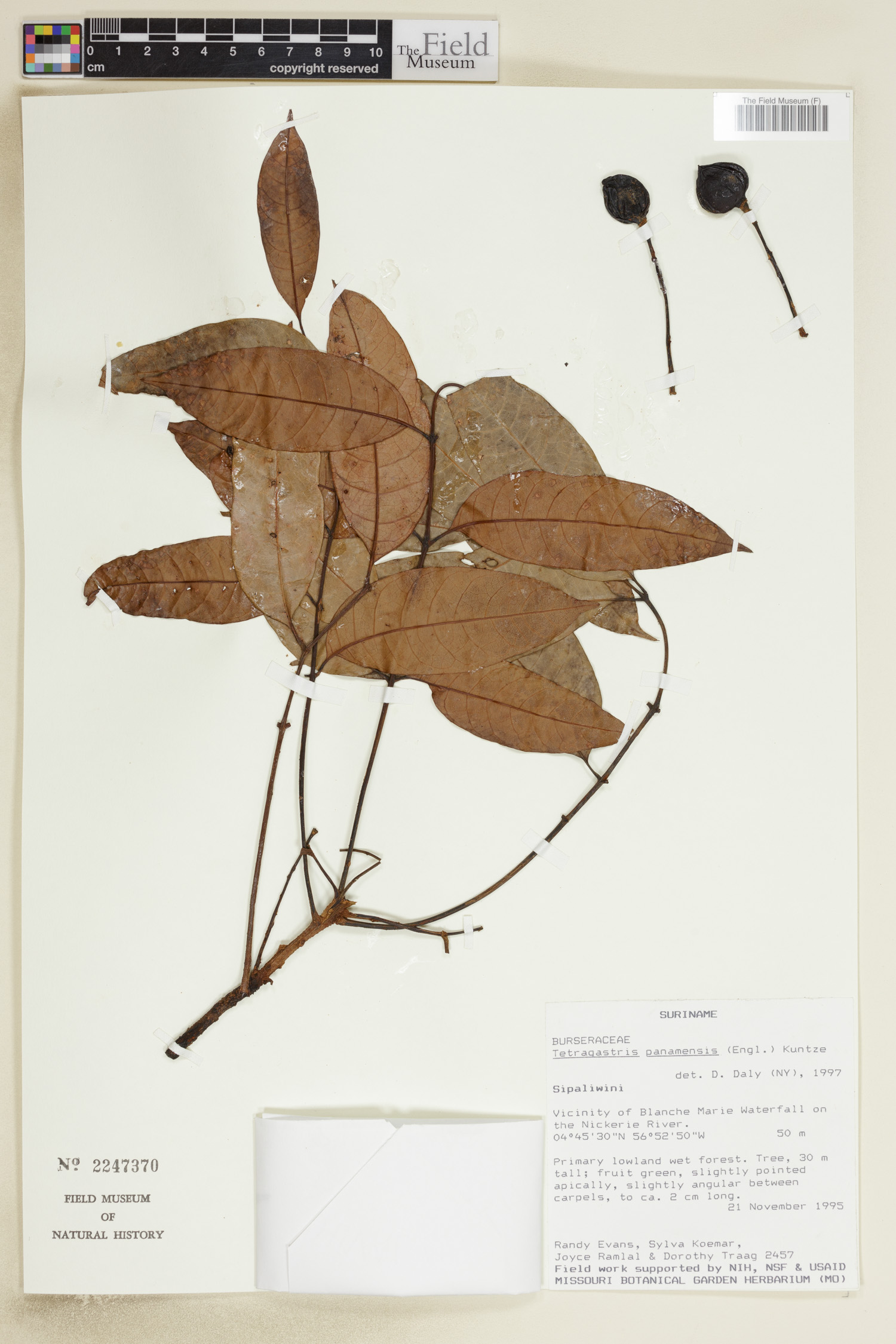 HVAA - Occurrence Profile