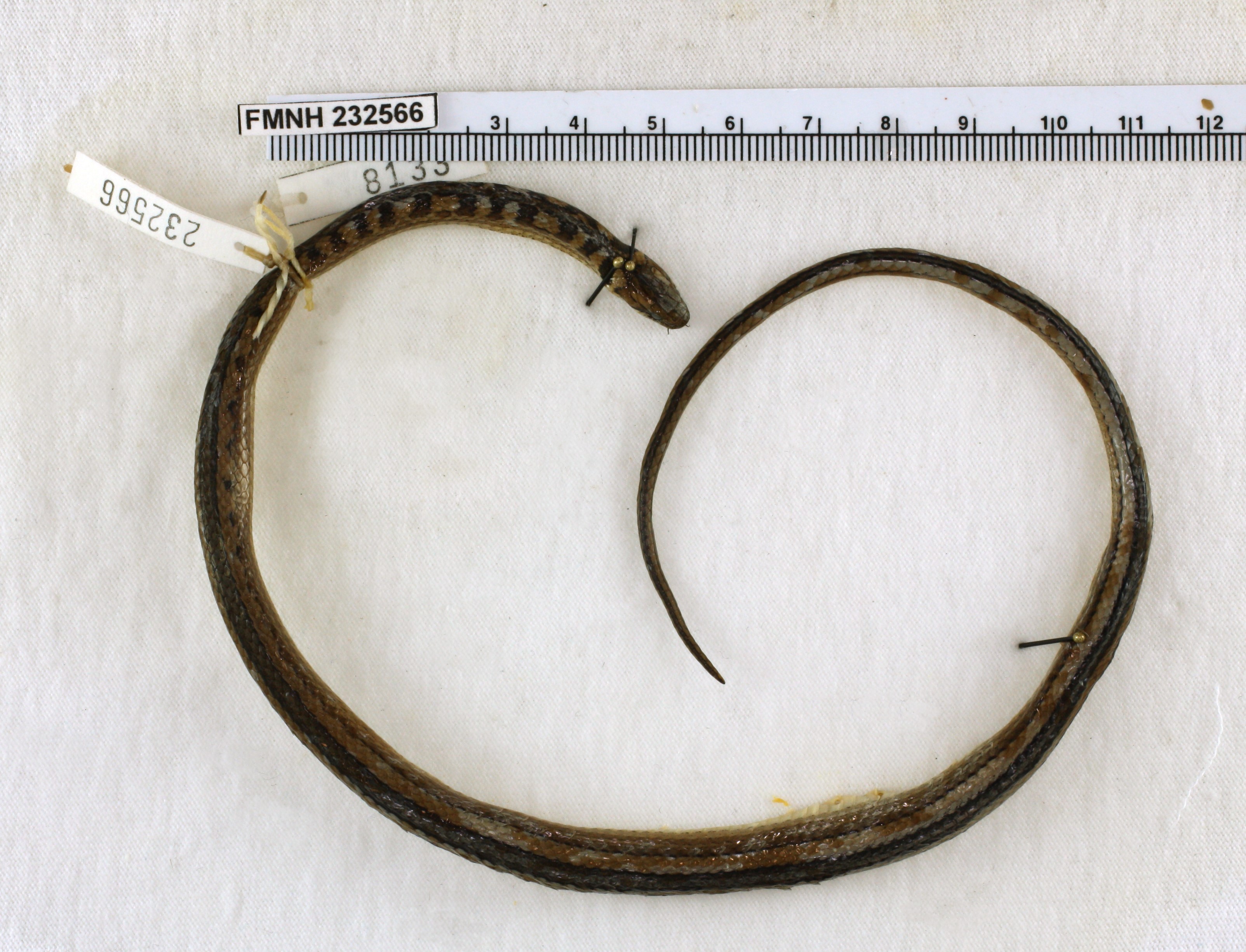 FMNH 232566 | Zoological Collections