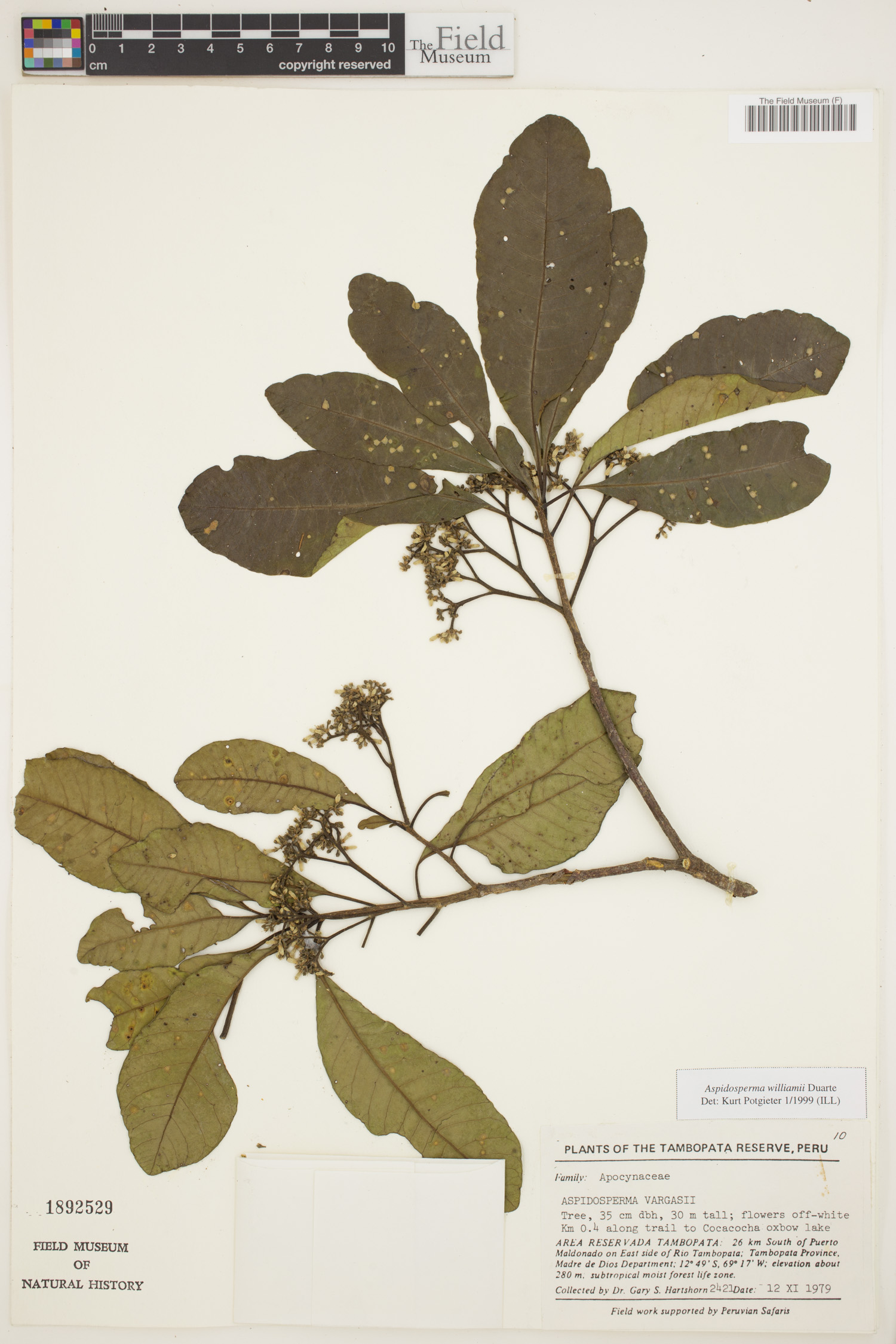 Aspidosperma tambopatense | Rapid Reference | The Field Museum