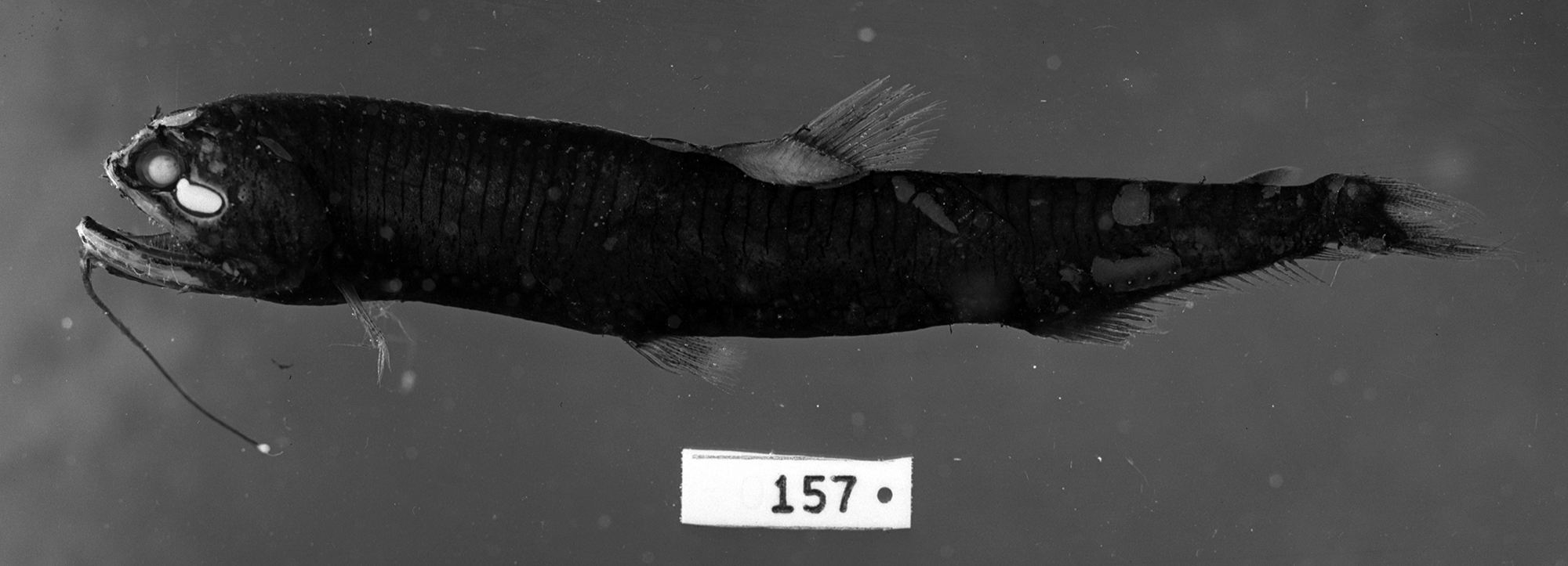 Neonesthes Regan & Trewavas, 1929