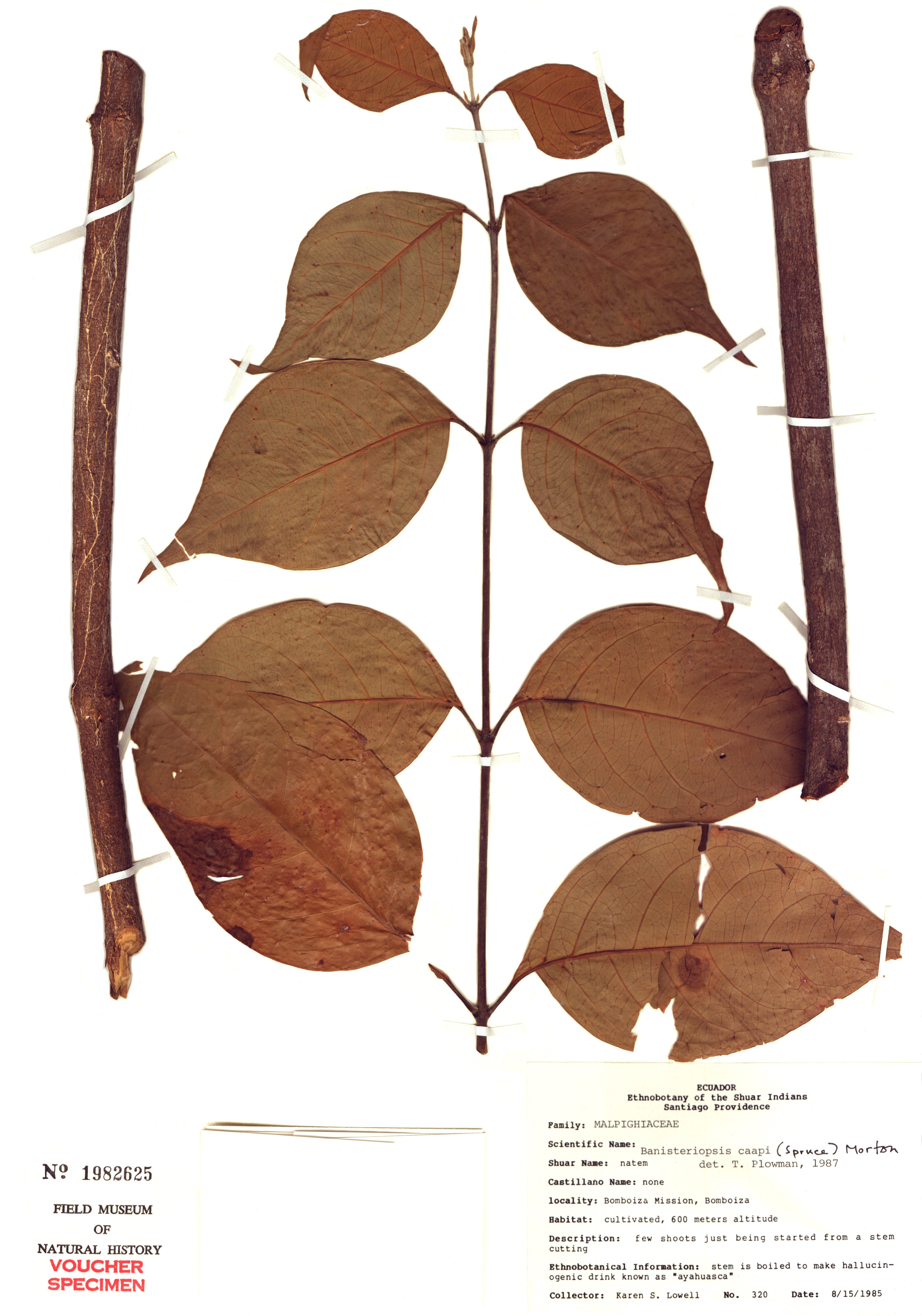 Banisteriopsis caapi | Rapid Reference | The Field Museum