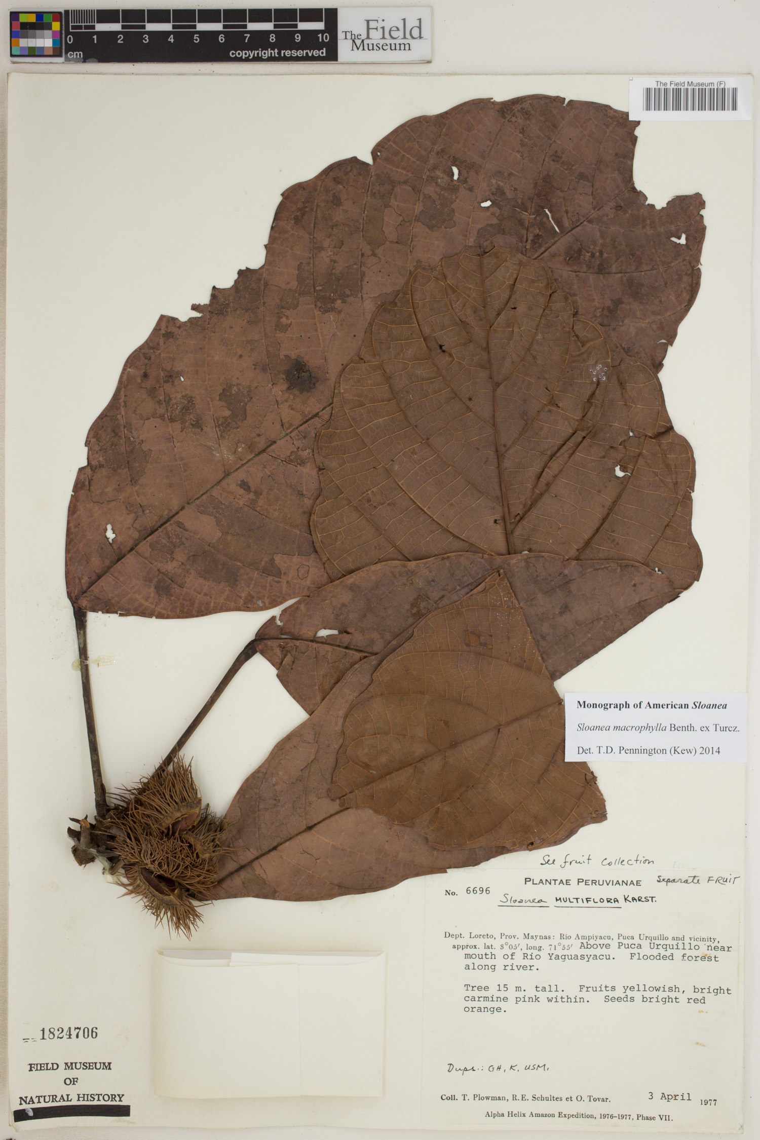 HVAA - Occurrence Profile