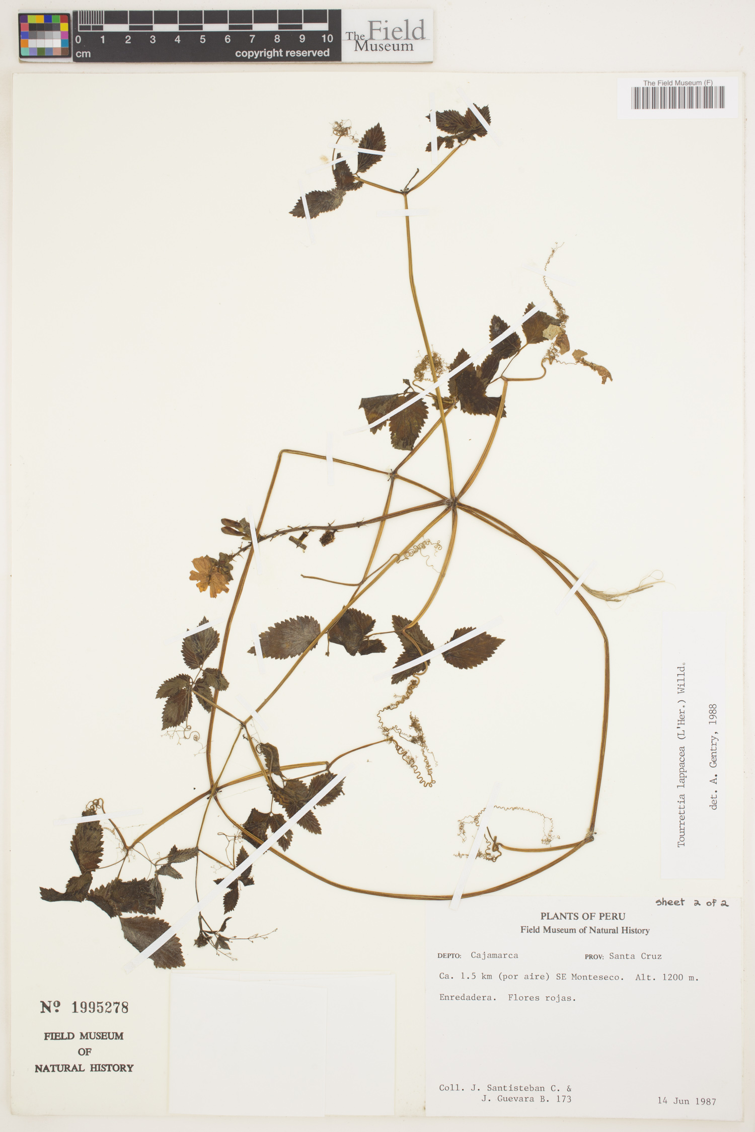 Tourrettia lappacea (L'Hér.) Willd.