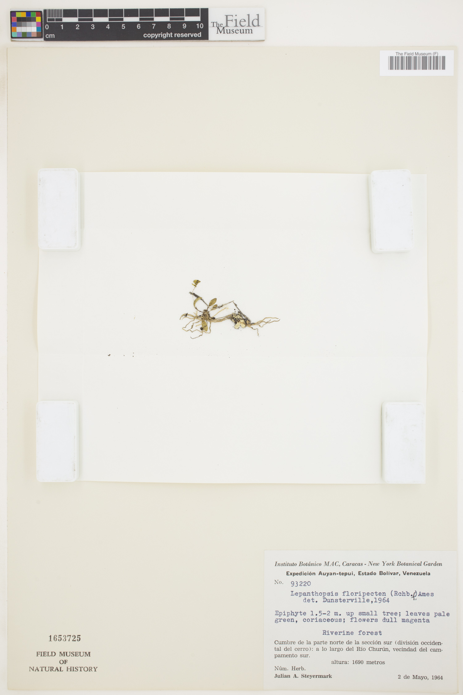 Lepanthopsis floripecten | Rapid Reference | The Field Museum