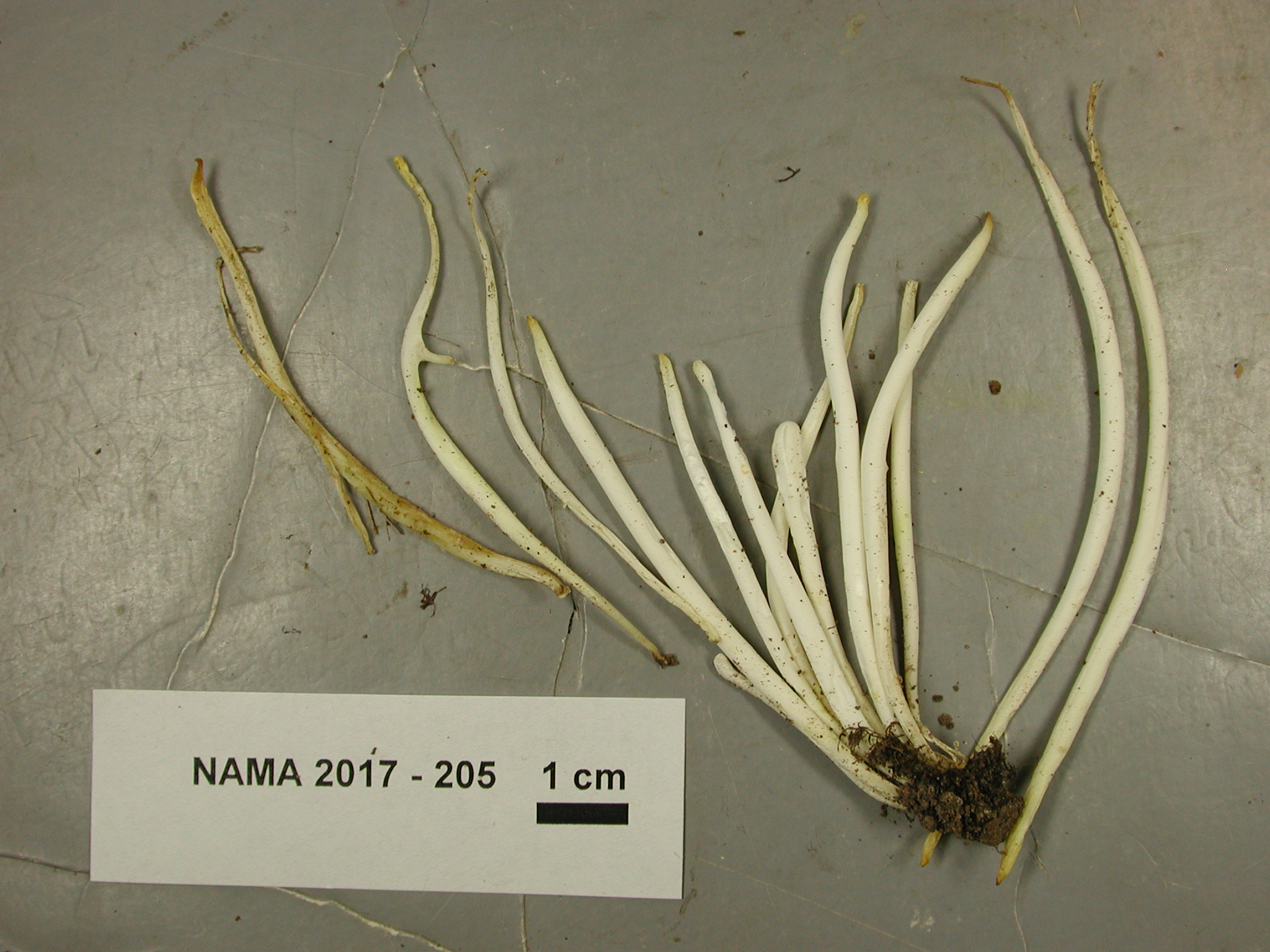 MyCoPortal Detailed Collection Record Information