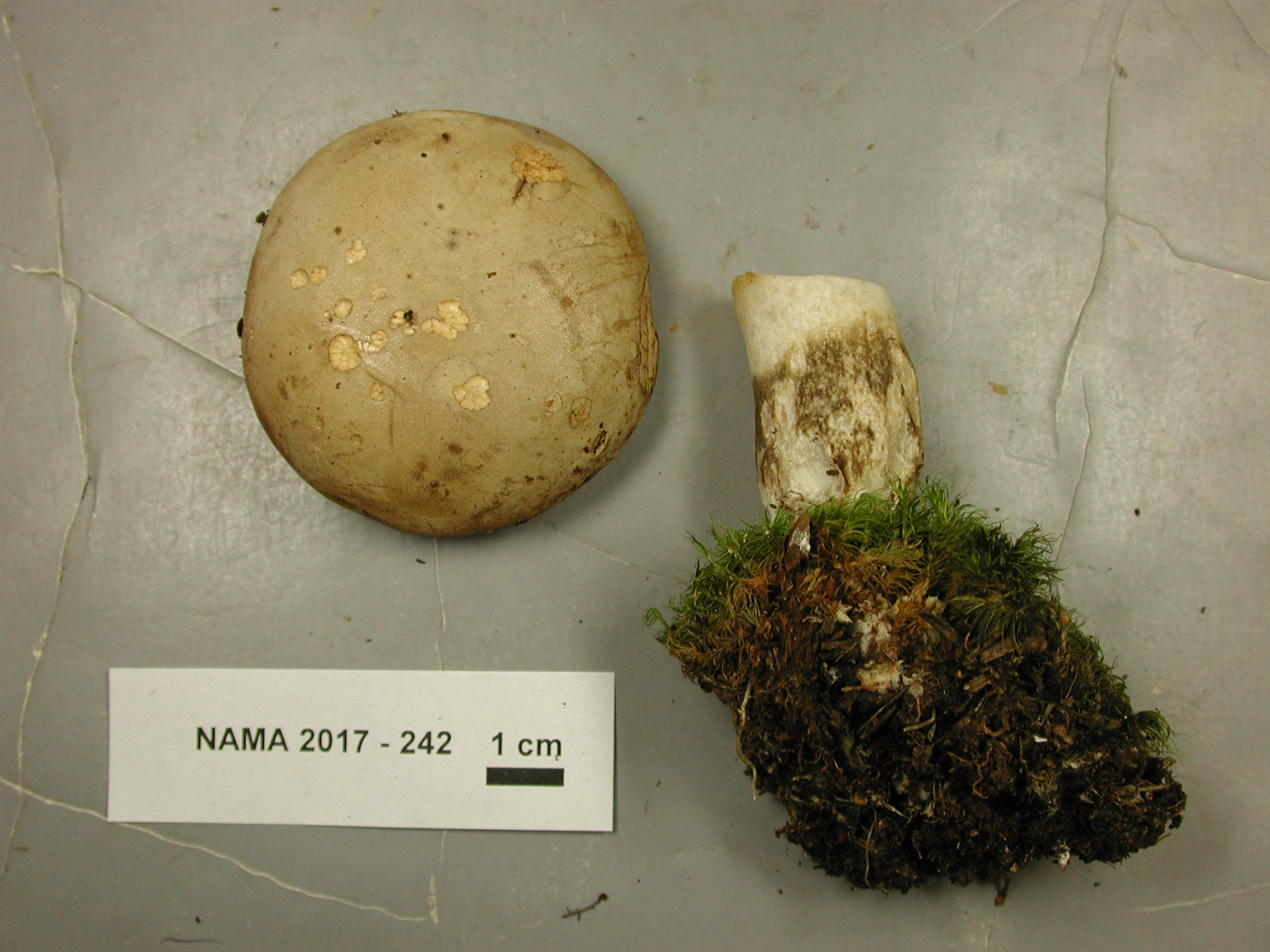Boletus pallidus Frost, 1874