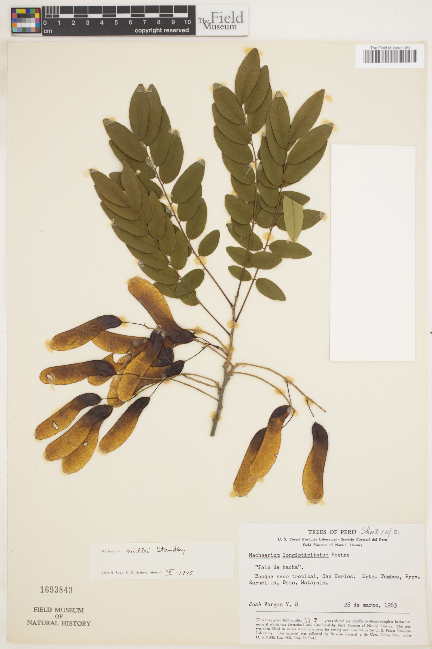 Machaerium millei Standl.