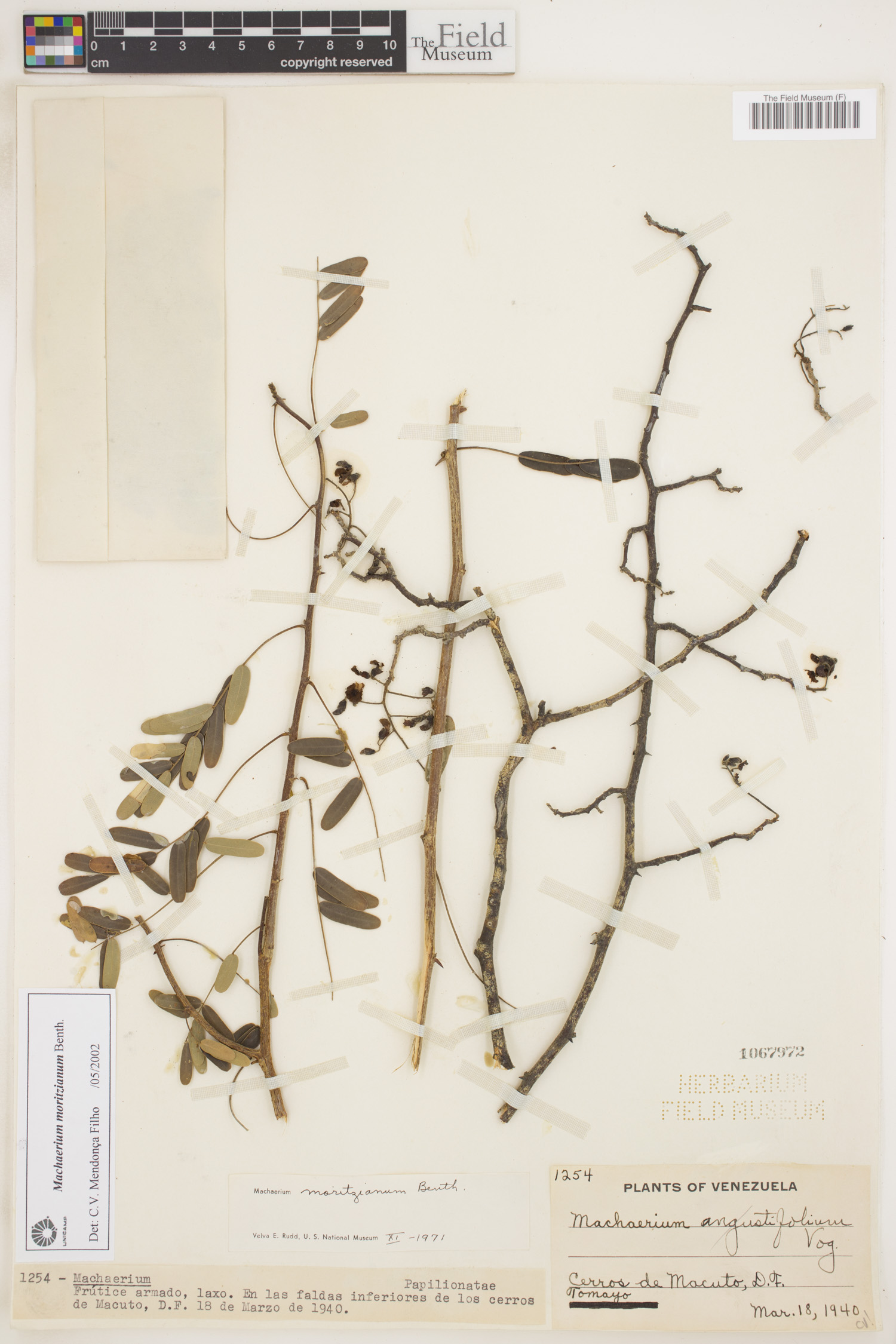 Machaerium moritzianum Benth.