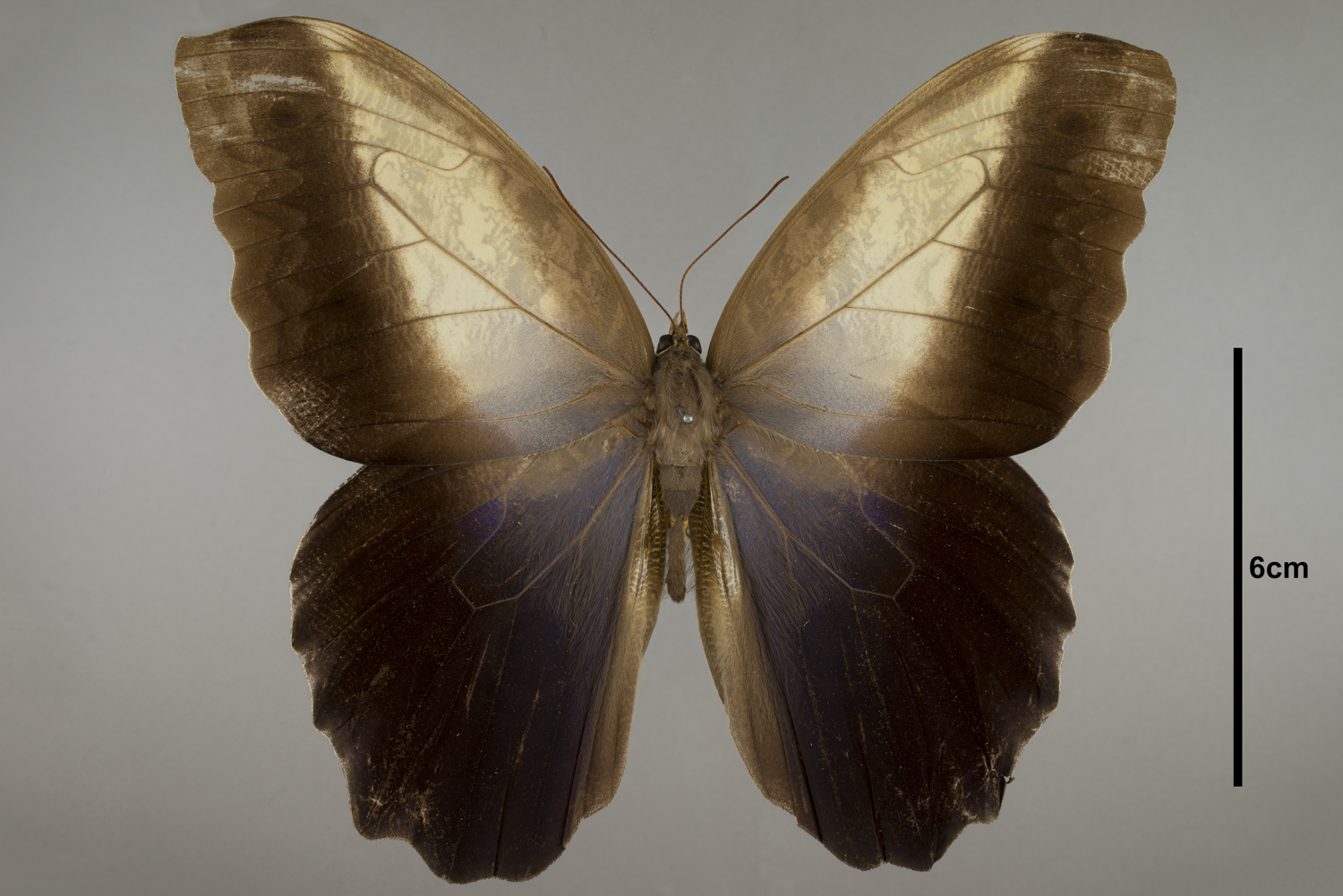 Media | Zoological Collections