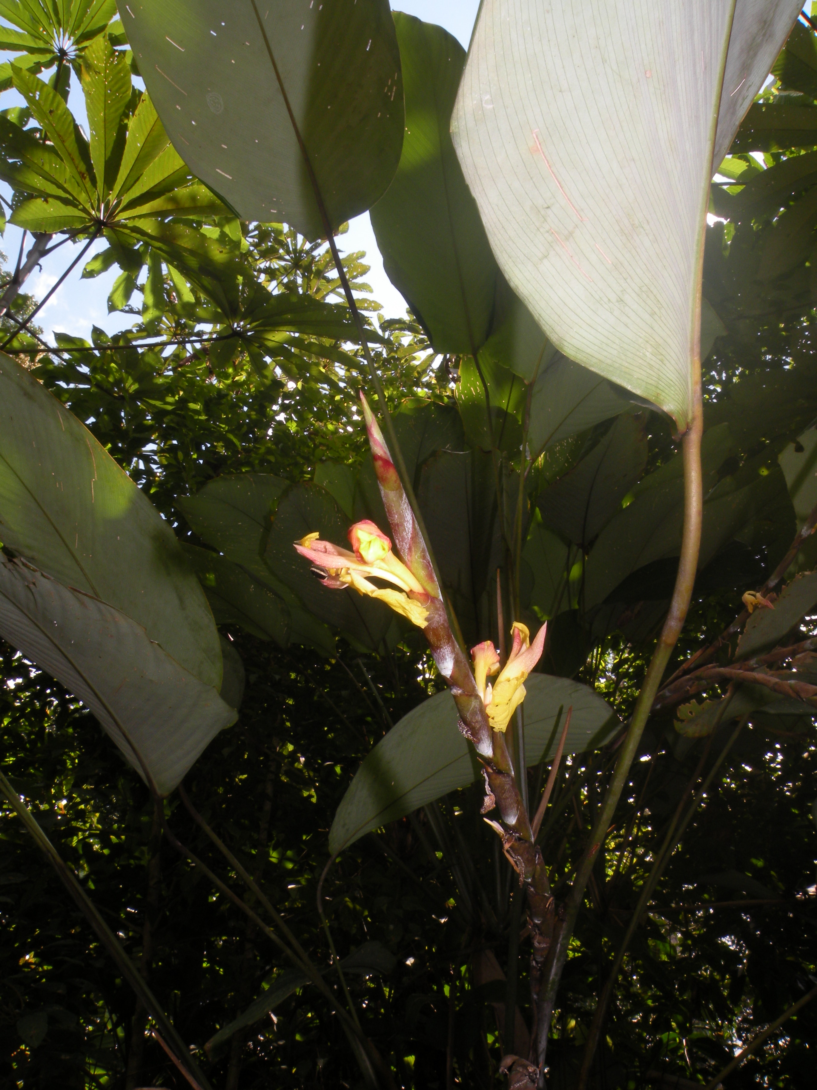 Ischnosiphon obliquus | Live Plant Photos | The Field Museum