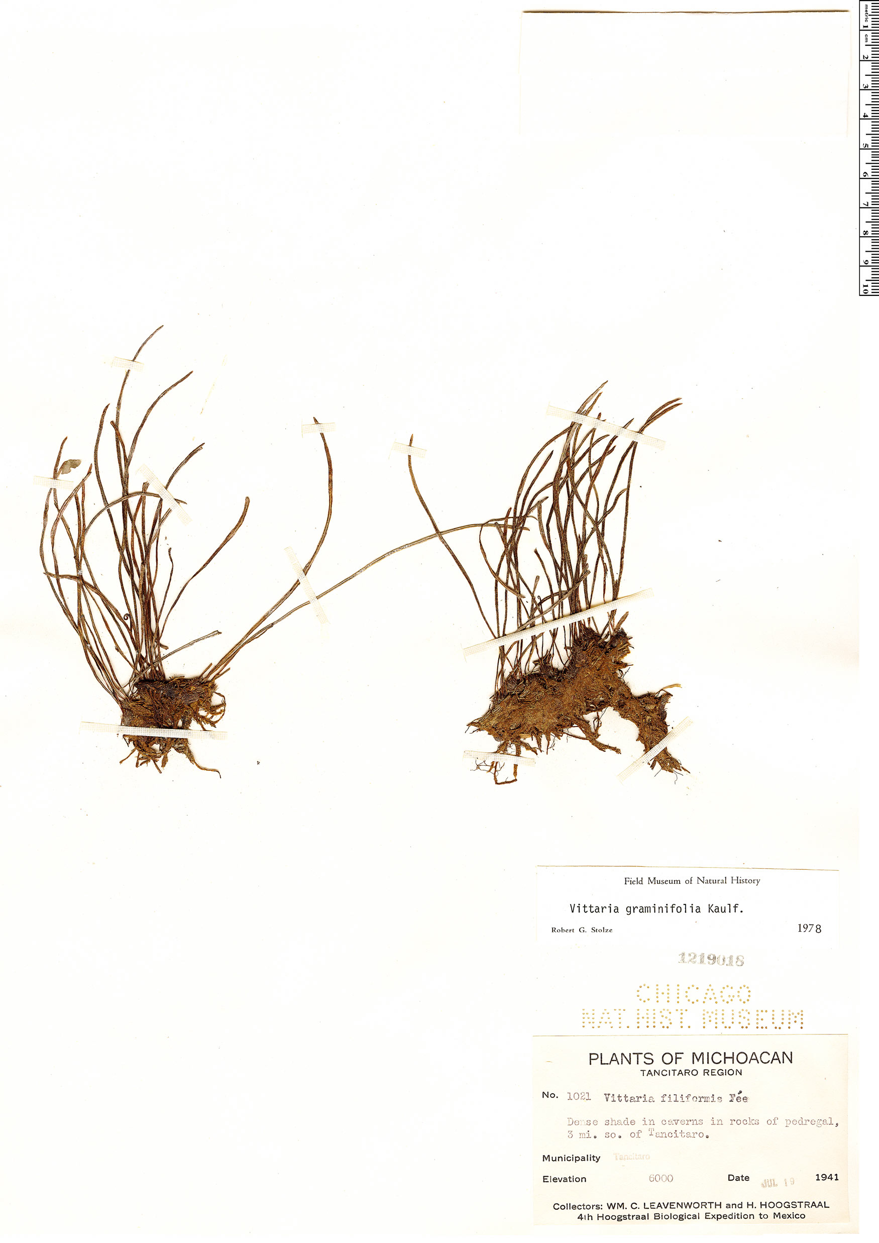 Vittaria graminifolia | Rapid Reference | The Field Museum