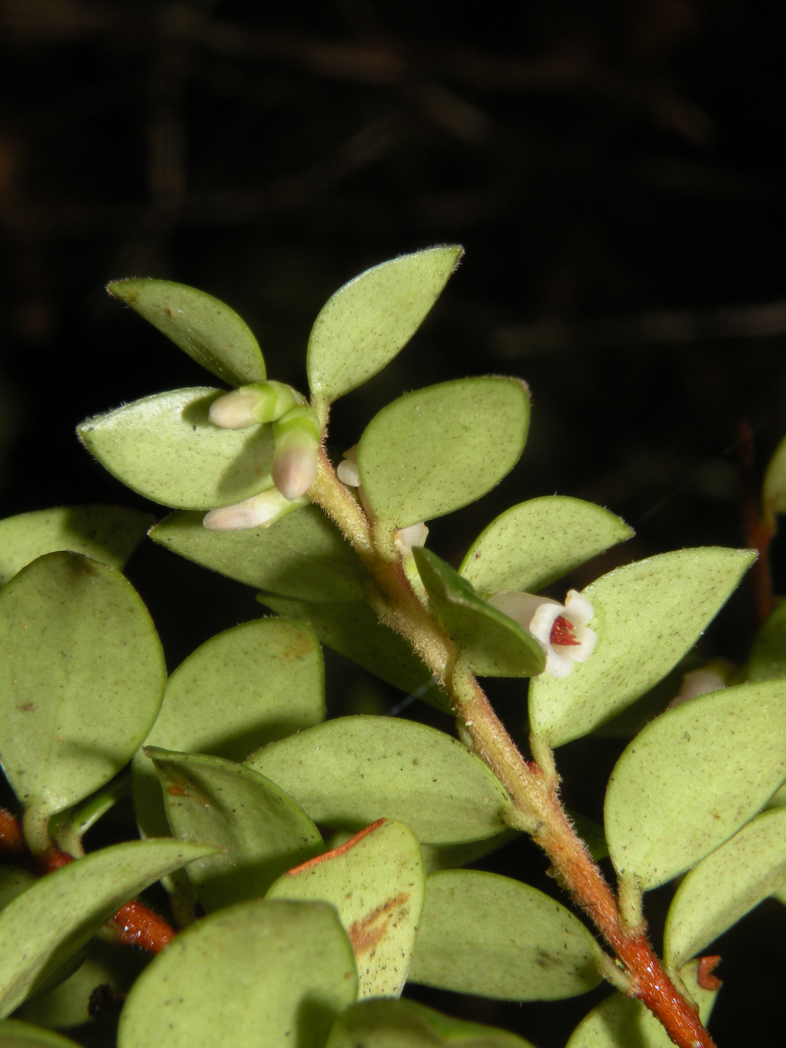 Disterigma alaternoides | Live Plant Photos | The Field Museum