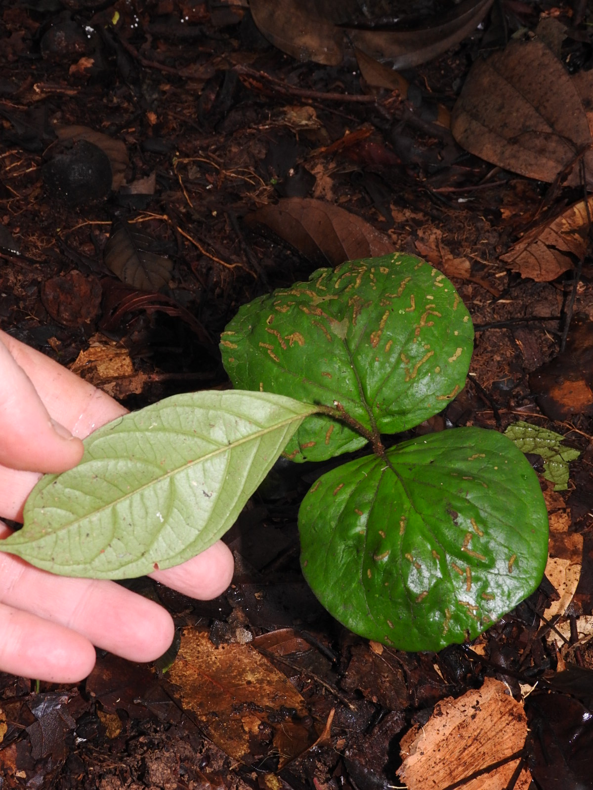 Dicranostyles | Fotos de Campo | The Field Museum