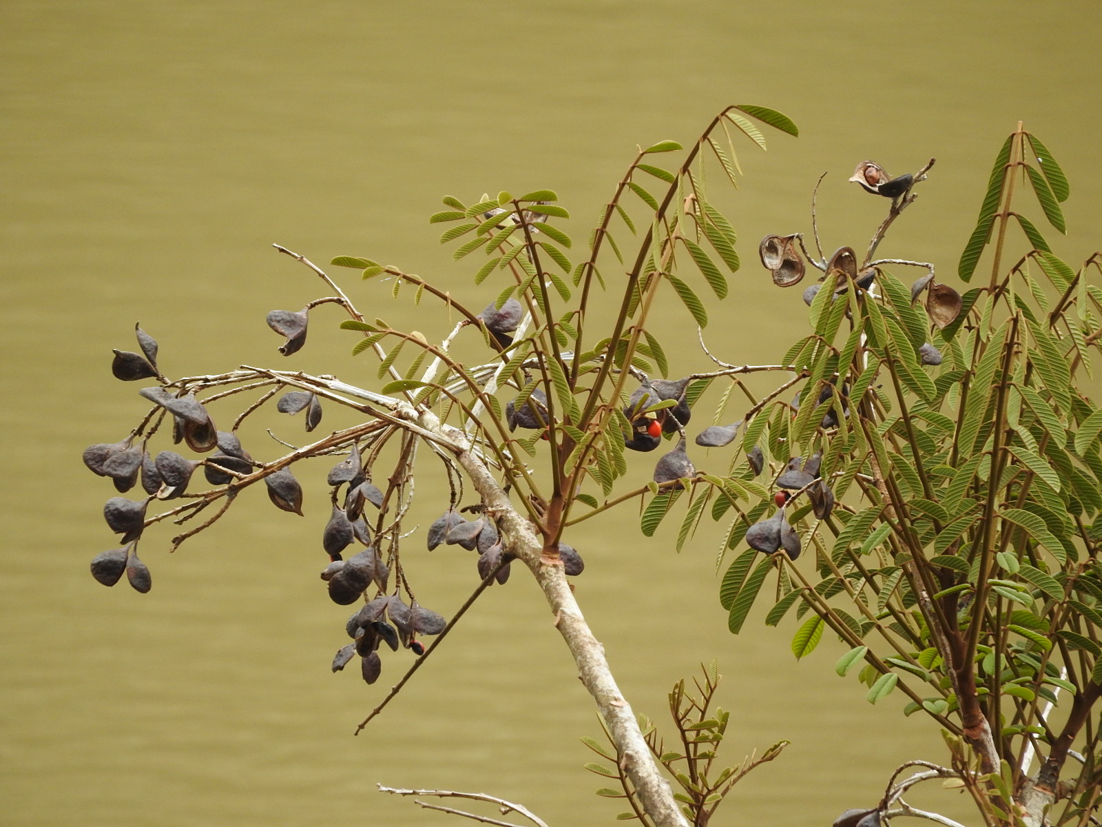 Ormosia | Fotos de Campo | The Field Museum