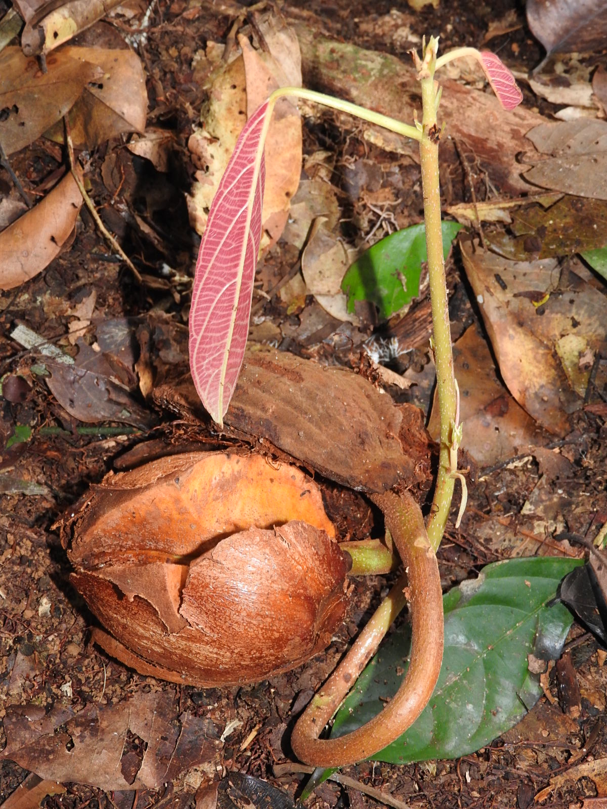 Scleronema praecox | Live Plant Photos | The Field Museum