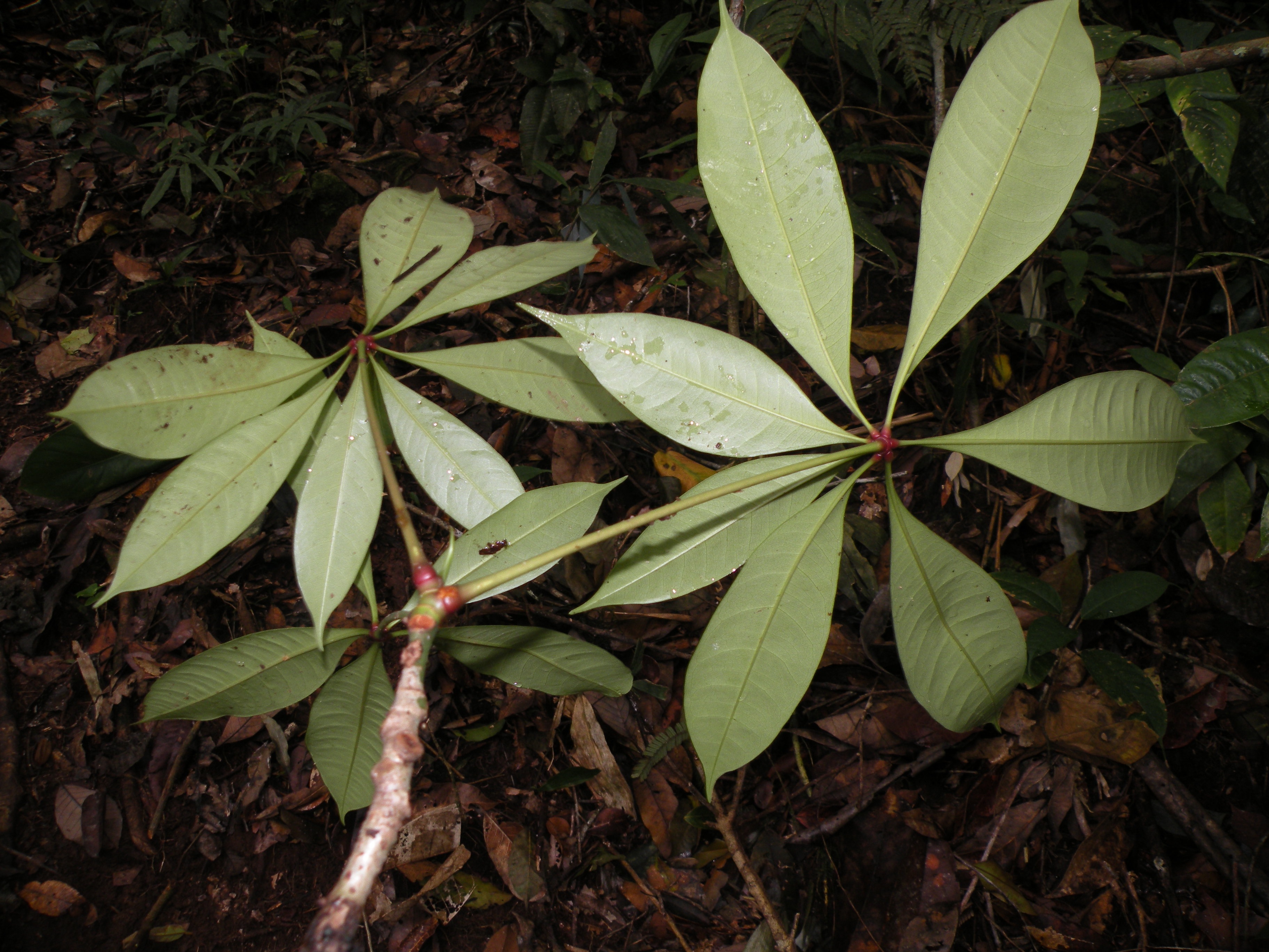 Pachira aquatica | Fotos de Campo | The Field Museum